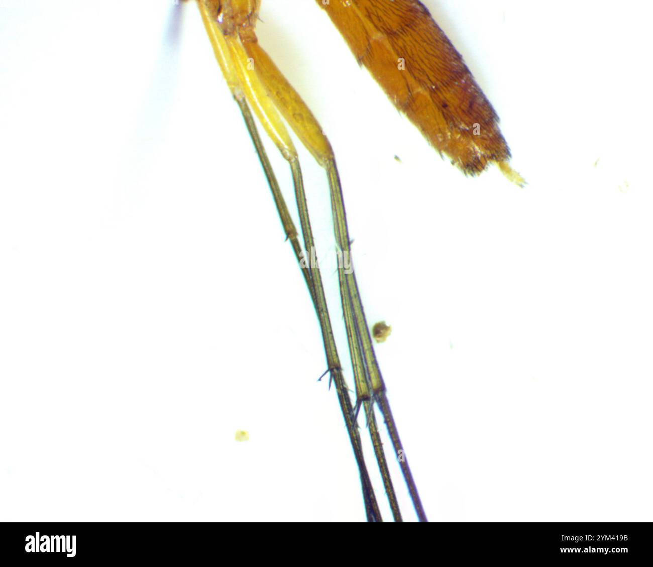 Fungus Gnats and Gall Midges (Sciaroidea Stock Photo - Alamy