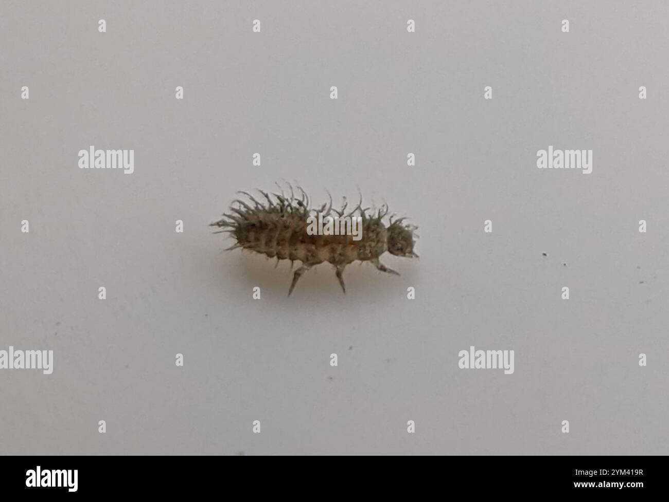 Water, Rove, Scarab, Long-horned, Leaf, and Snout Beetles (Polyphaga ...