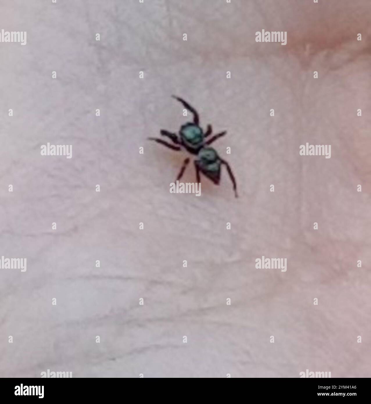 Leaf-beetle Jumping Spiders (Sassacus Stock Photo - Alamy