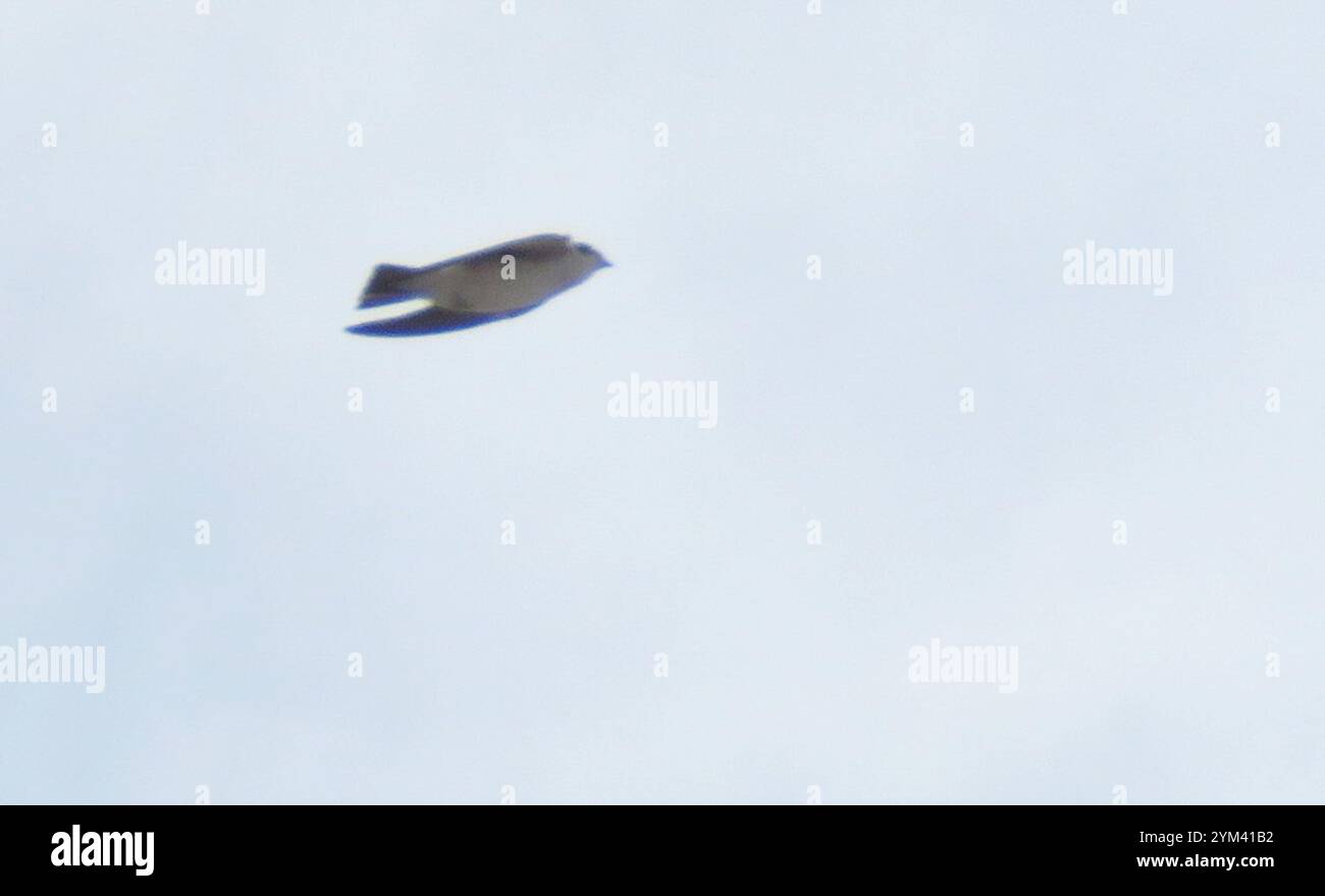 White-rumped Swallow (Tachycineta leucorrhoa Stock Photo - Alamy