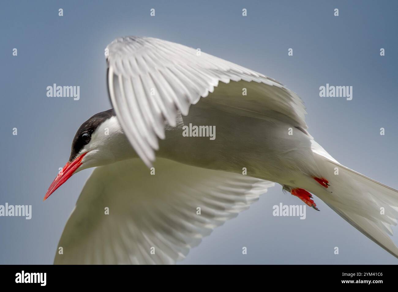 Seabird Species Arctic Tern (Sterna Paradisaea) Flies During Hunt For ...