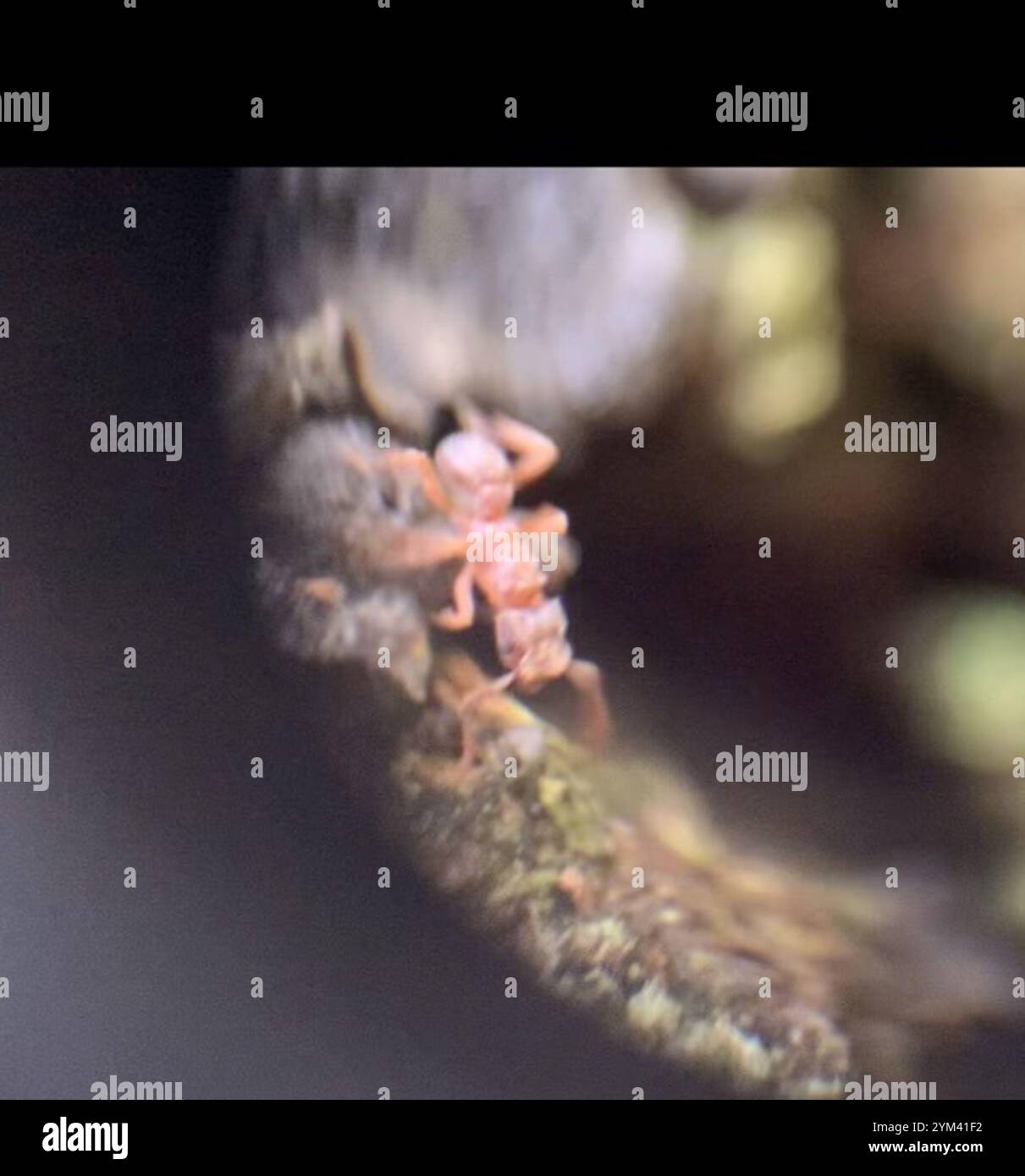 Minute Fungus-farming Ant (Cyphomyrmex minutus Stock Photo - Alamy