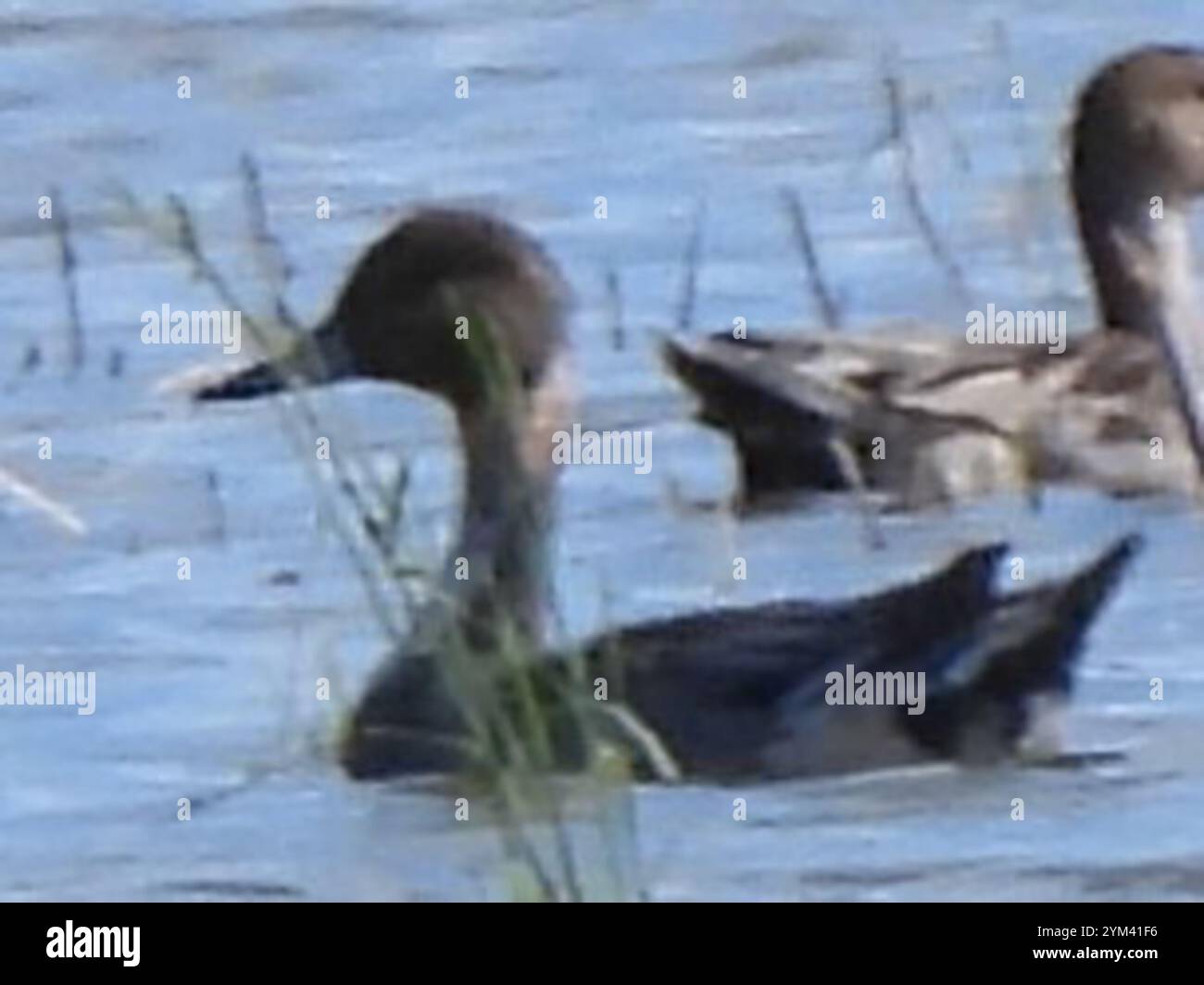 Northern Pintail (Anas acuta Stock Photo - Alamy