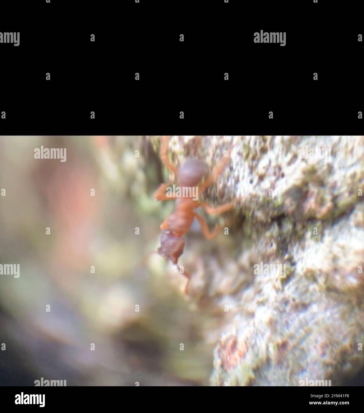 Minute Fungus-farming Ant (Cyphomyrmex minutus Stock Photo - Alamy