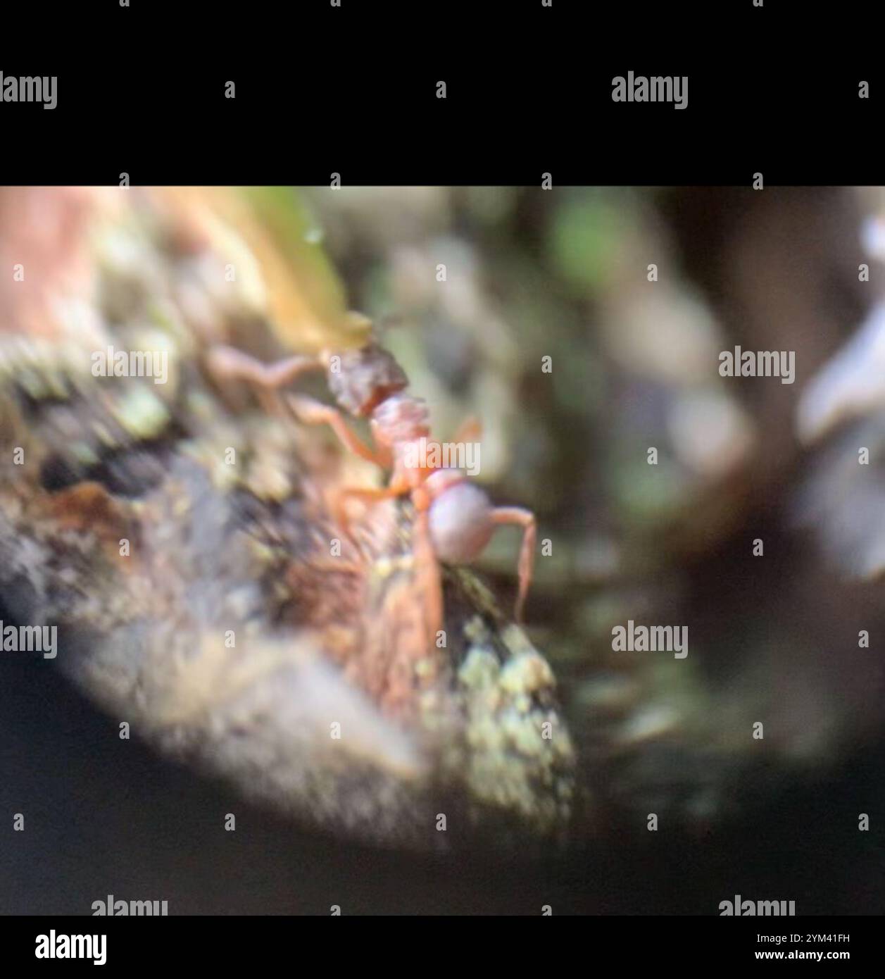 Minute Fungus-farming Ant (Cyphomyrmex minutus Stock Photo - Alamy