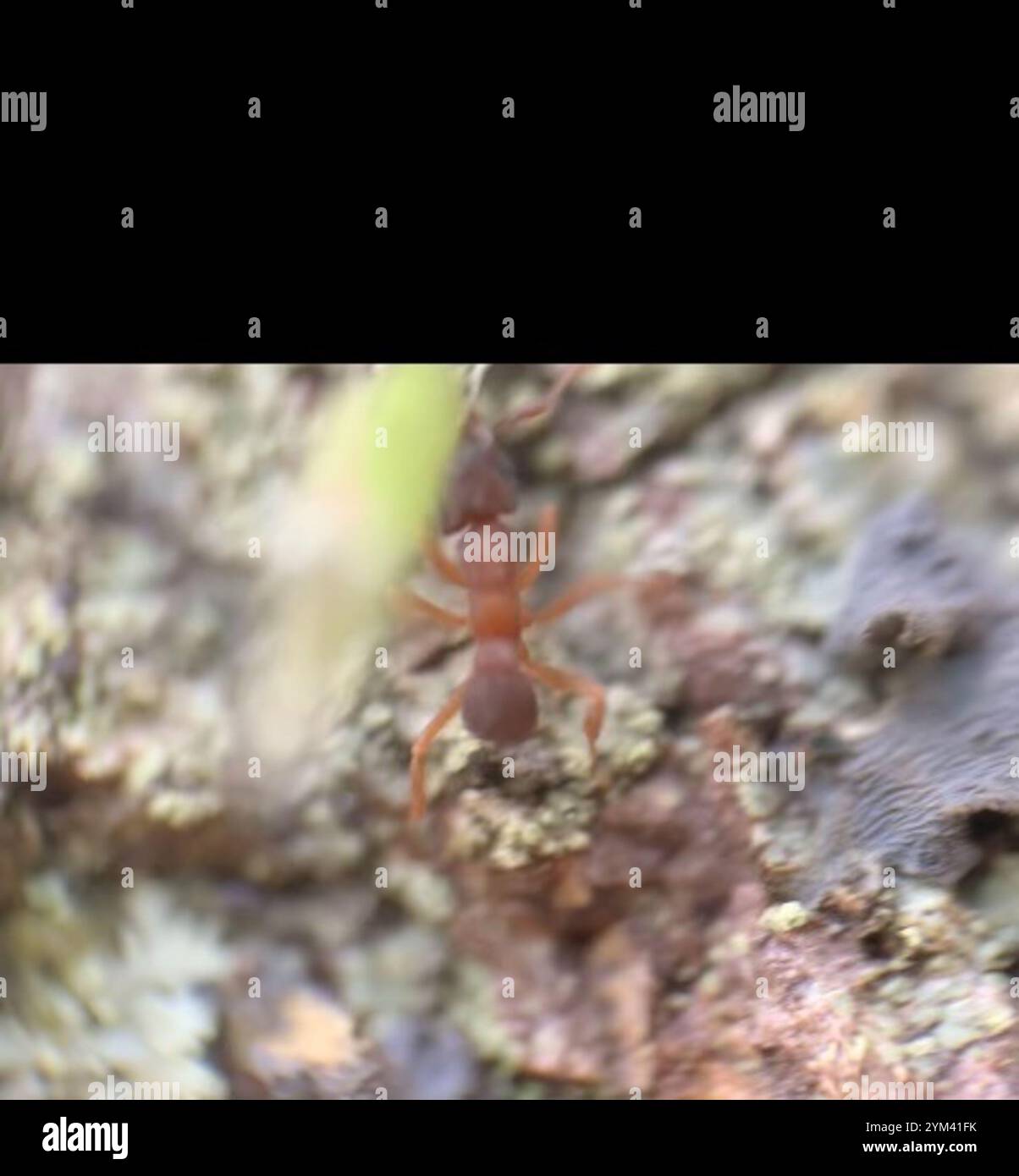 Minute Fungus-farming Ant (Cyphomyrmex minutus Stock Photo - Alamy