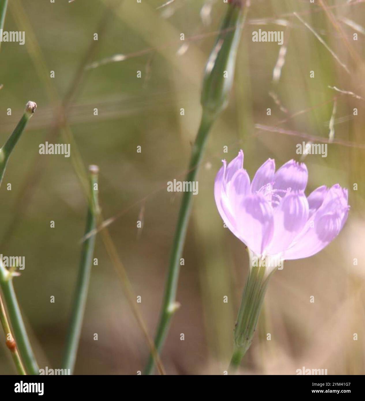 Texas Skeleton Plant (Lygodesmia texana Stock Photo - Alamy