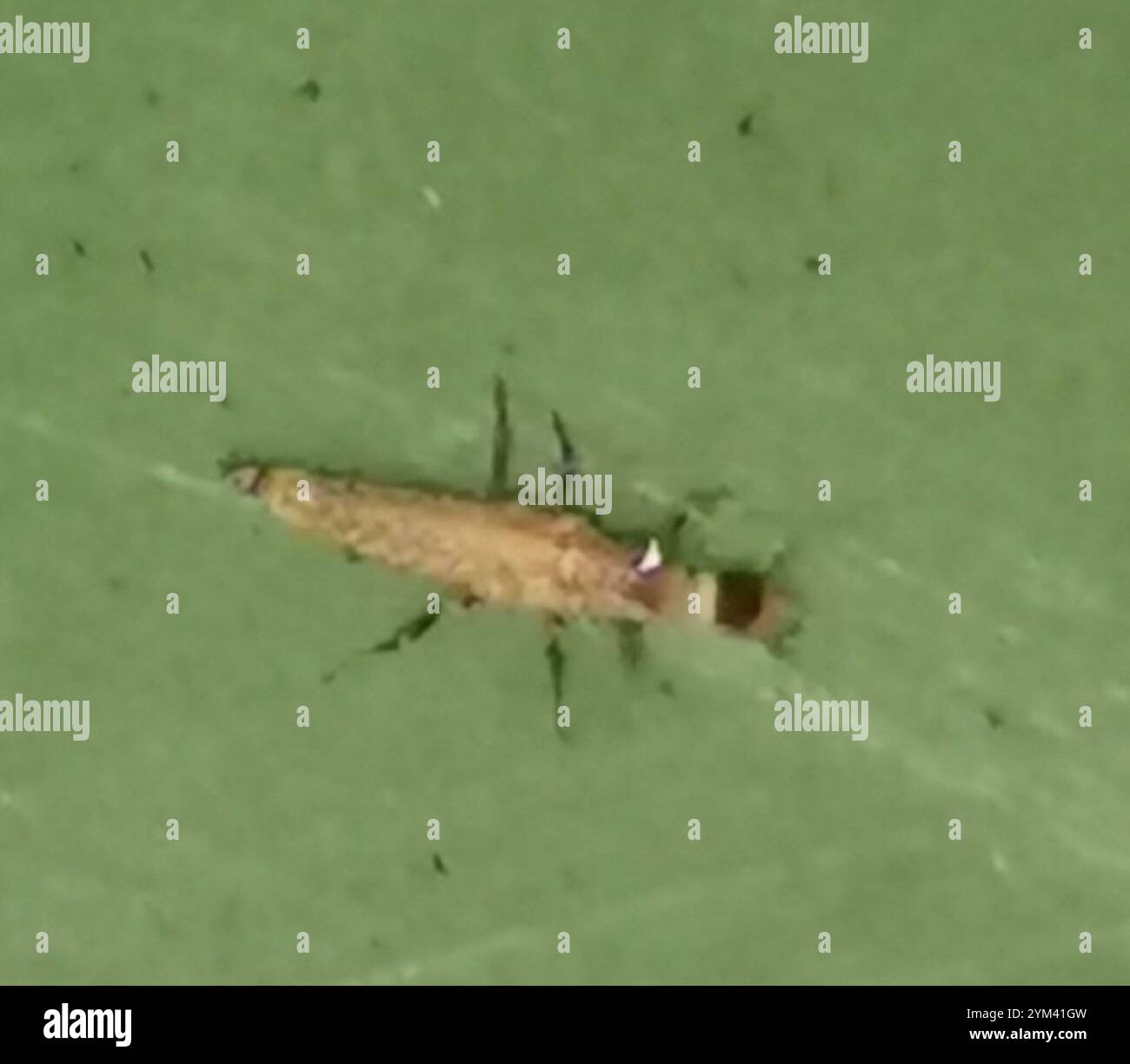 Winged and Once-winged Insects (Pterygota Stock Photo - Alamy