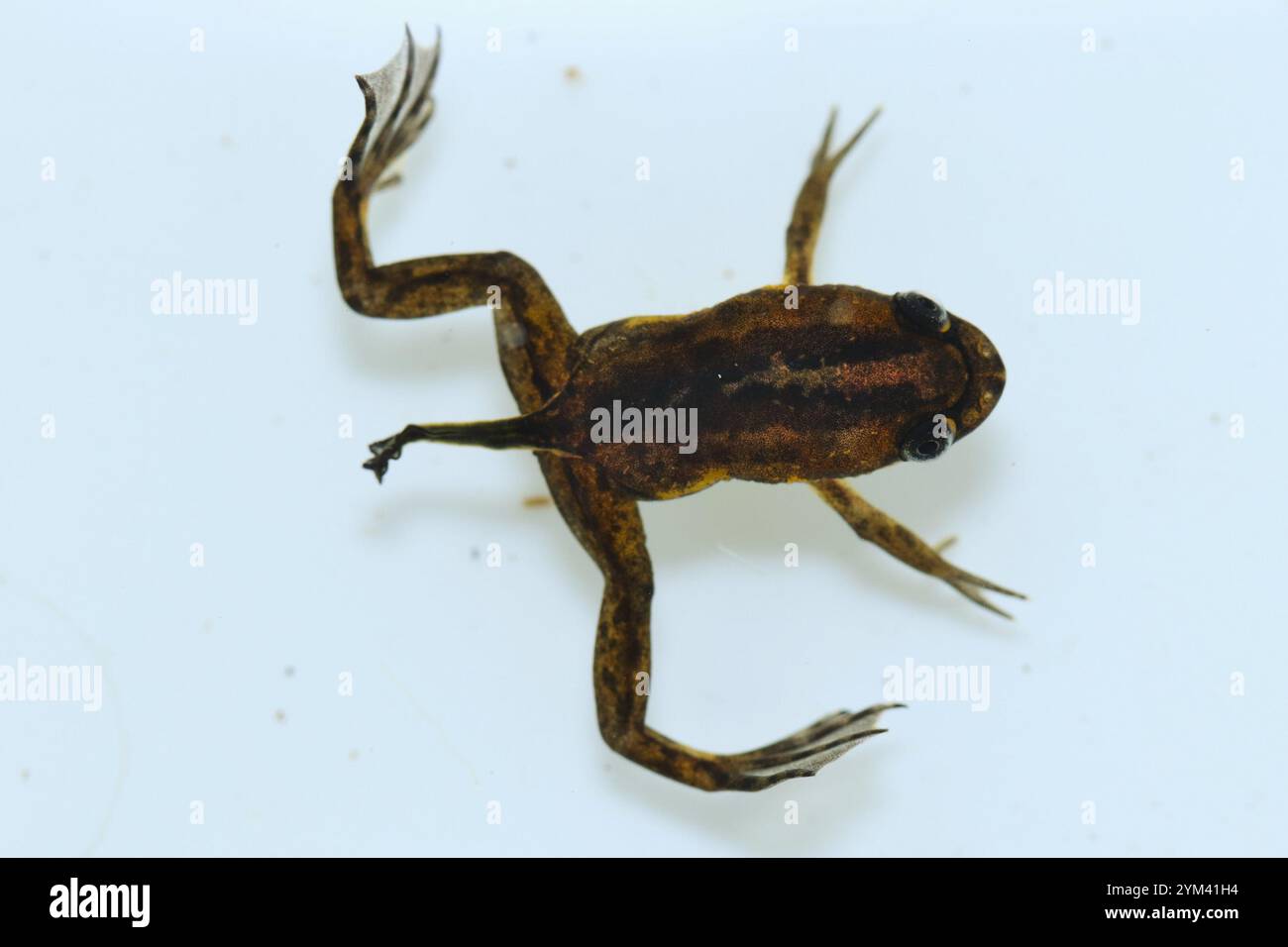 Cape Platanna (Xenopus gilli Stock Photo - Alamy