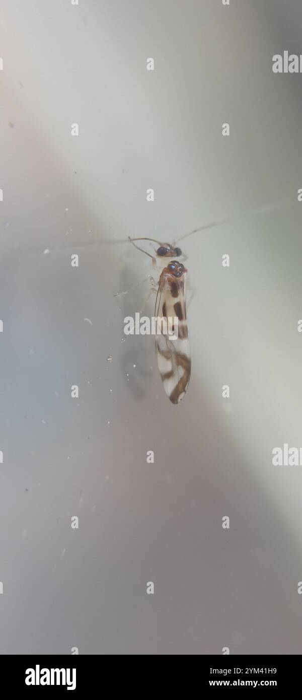 F-winged Barklouse (Graphopsocus cruciatus Stock Photo - Alamy