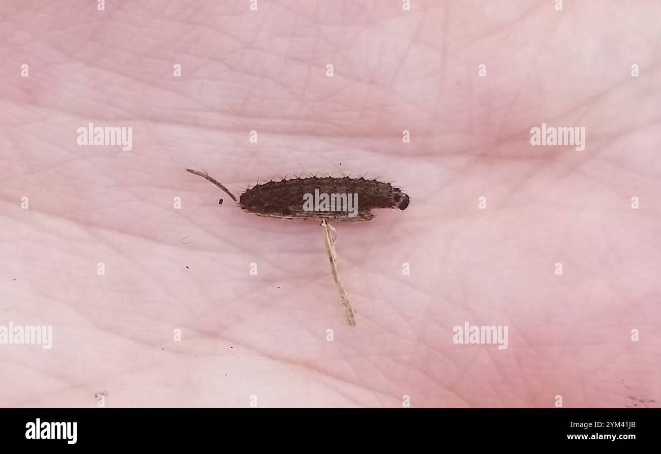 Tobacco Budworm Moth (Chloridea virescens Stock Photo - Alamy