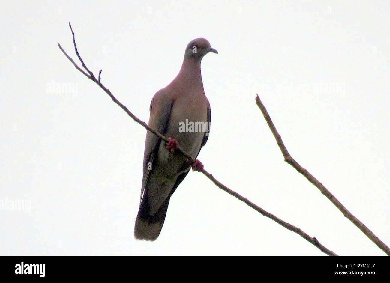 Pale-vented Pigeon (Patagioenas cayennensis Stock Photo - Alamy