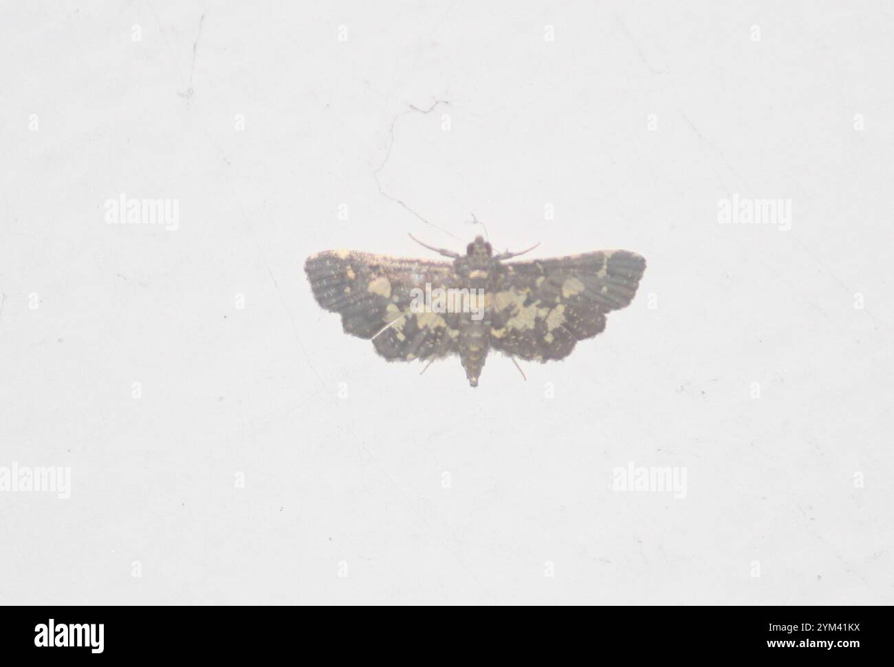 Yellow Blotched Pearl Moth (Eurrhyparodes bracteolalis Stock Photo - Alamy