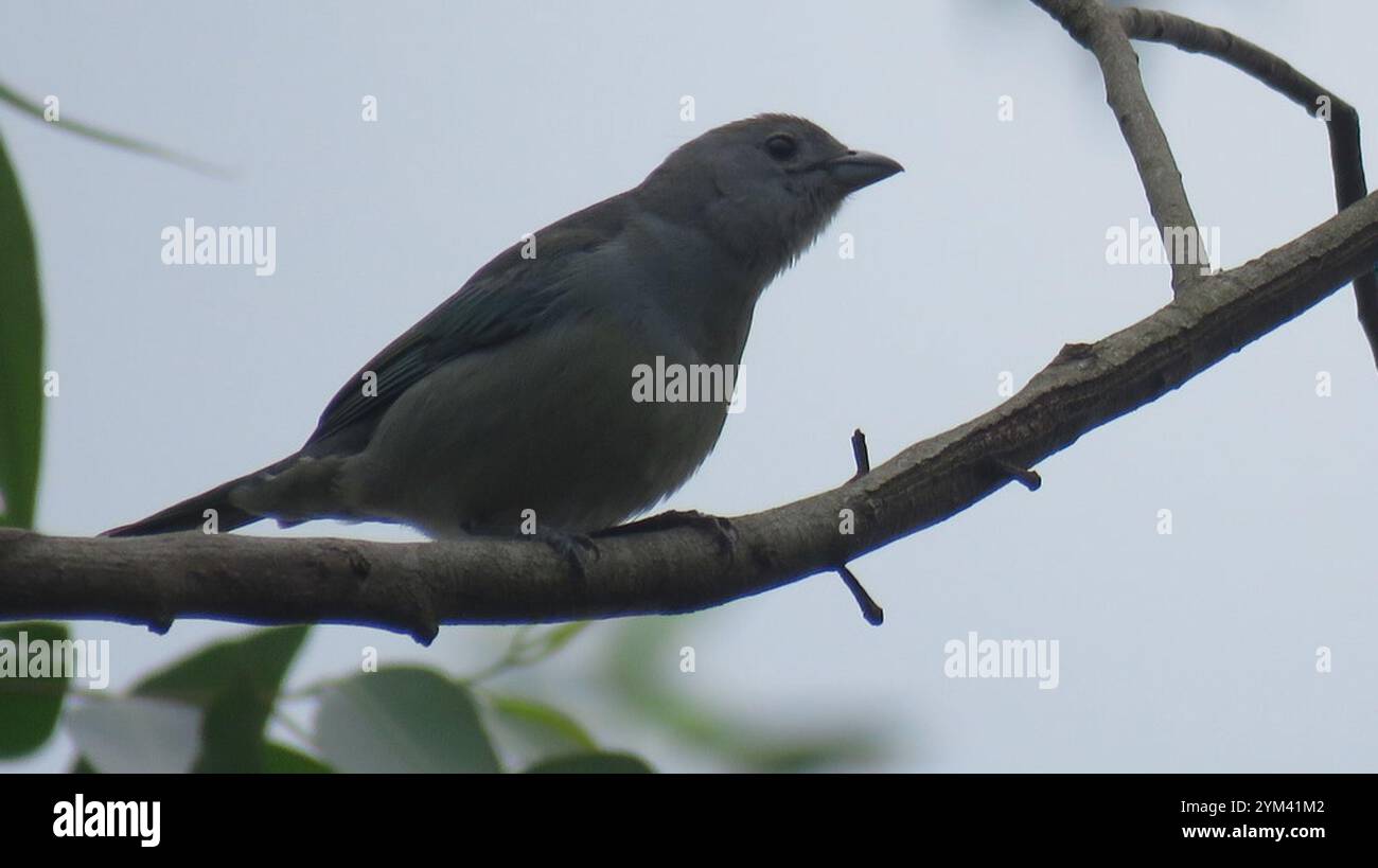 Sayaca Tanager (Thraupis sayaca Stock Photo - Alamy