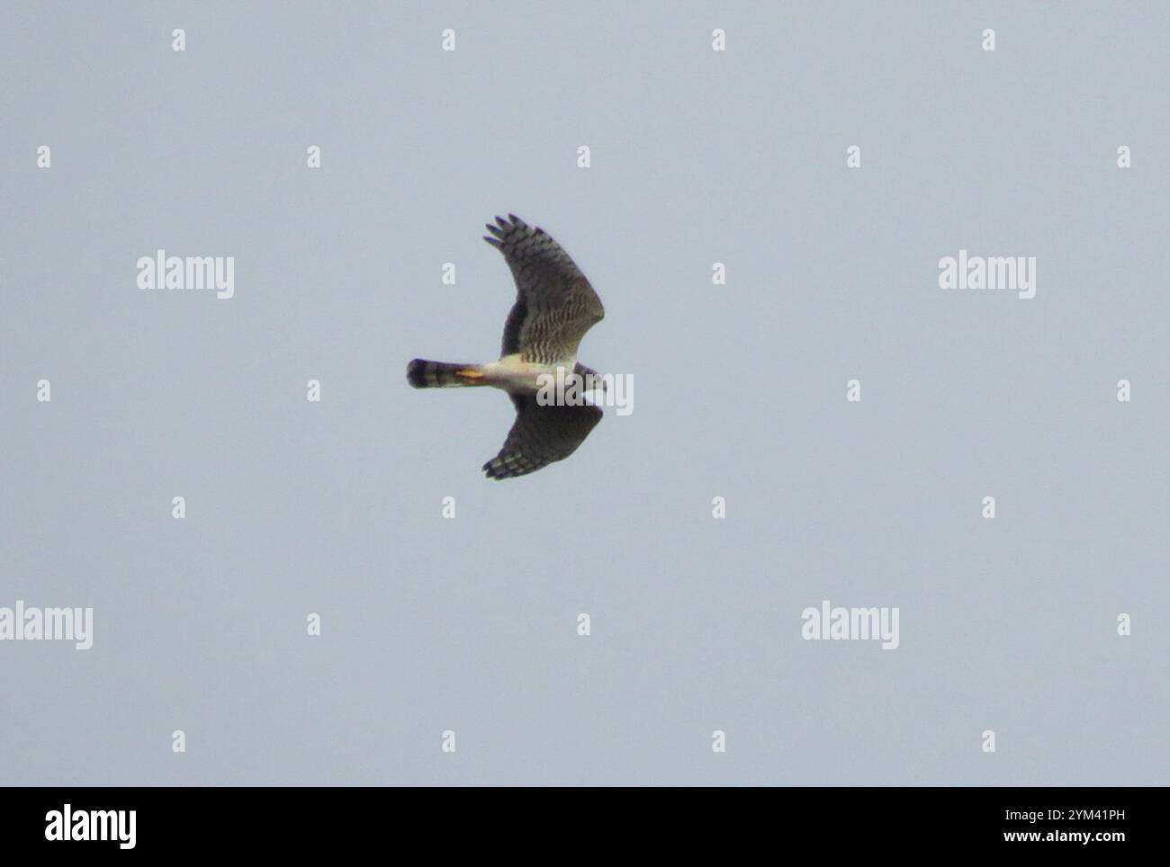 Long winged harrier hi-res stock photography and images - Alamy