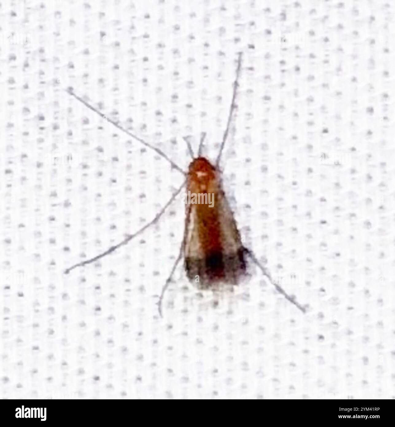 Fungus Gnats and Gall Midges (Sciaroidea Stock Photo - Alamy