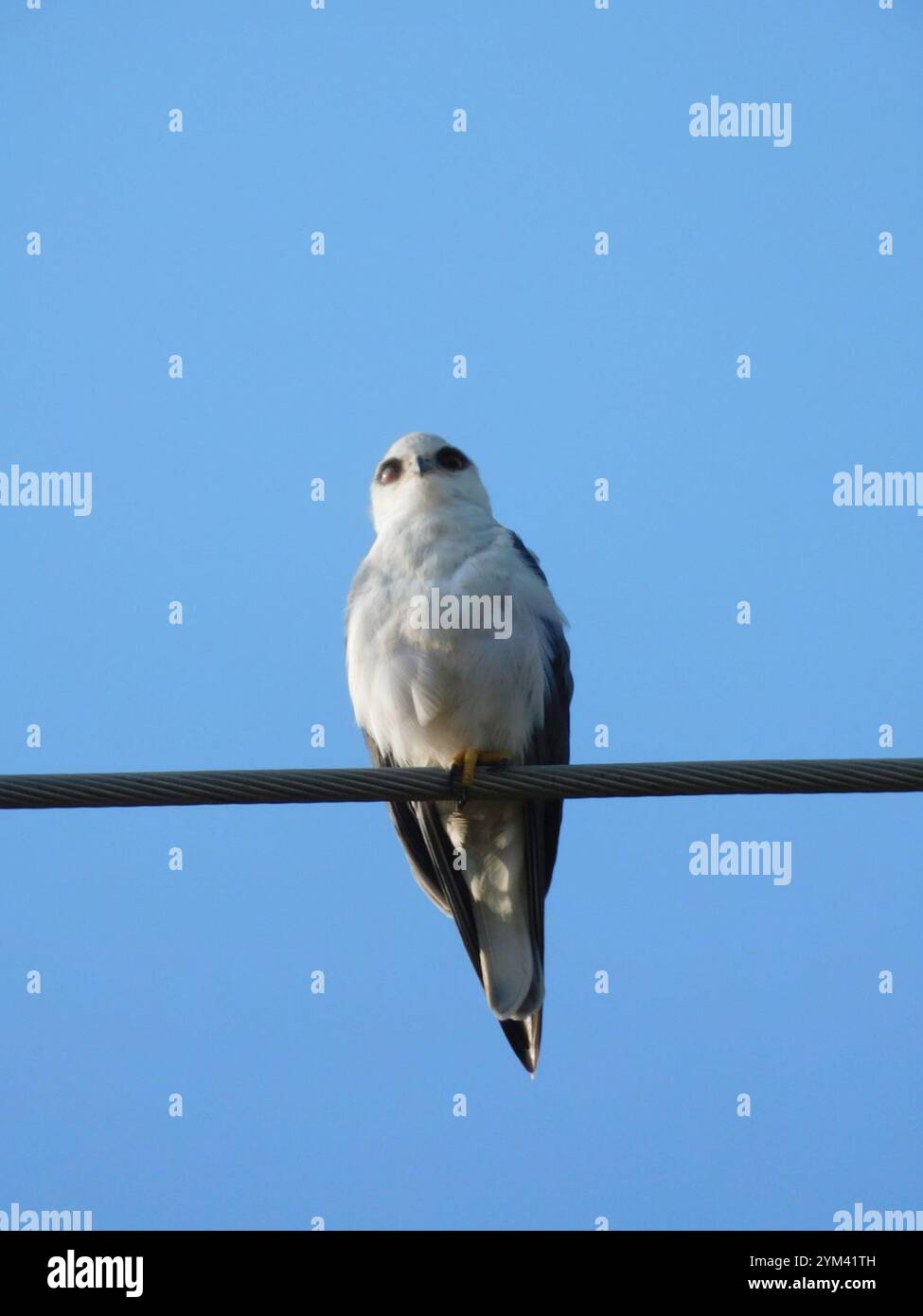 Black-winged Kite (Elanus caeruleus Stock Photo - Alamy