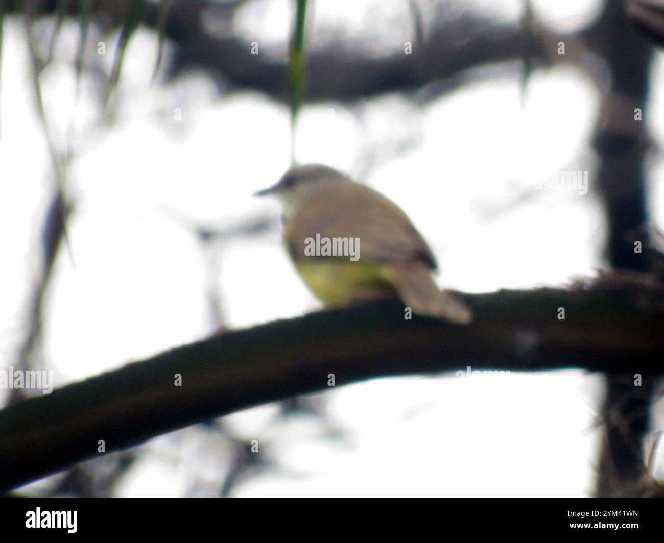 Cattle Tyrant (Machetornis rixosa Stock Photo - Alamy Cattle Tyrant (Machetornis rixosa Stock Photo - Alamy
