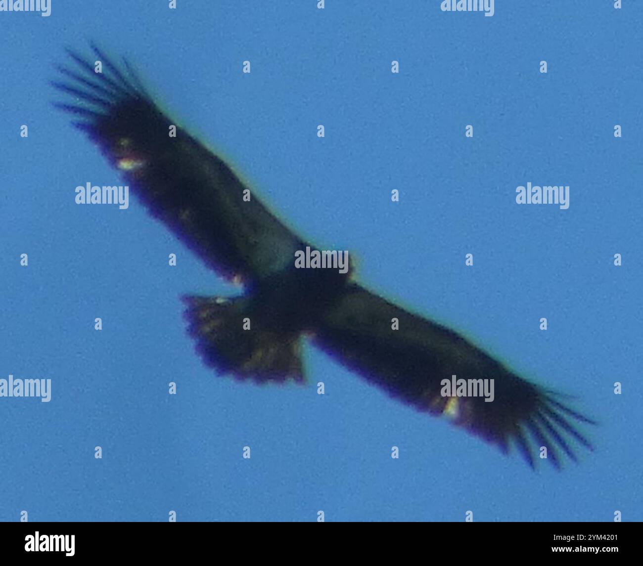 Southern Bald Eagle (Haliaeetus leucocephalus leucocephalus Stock Photo ...