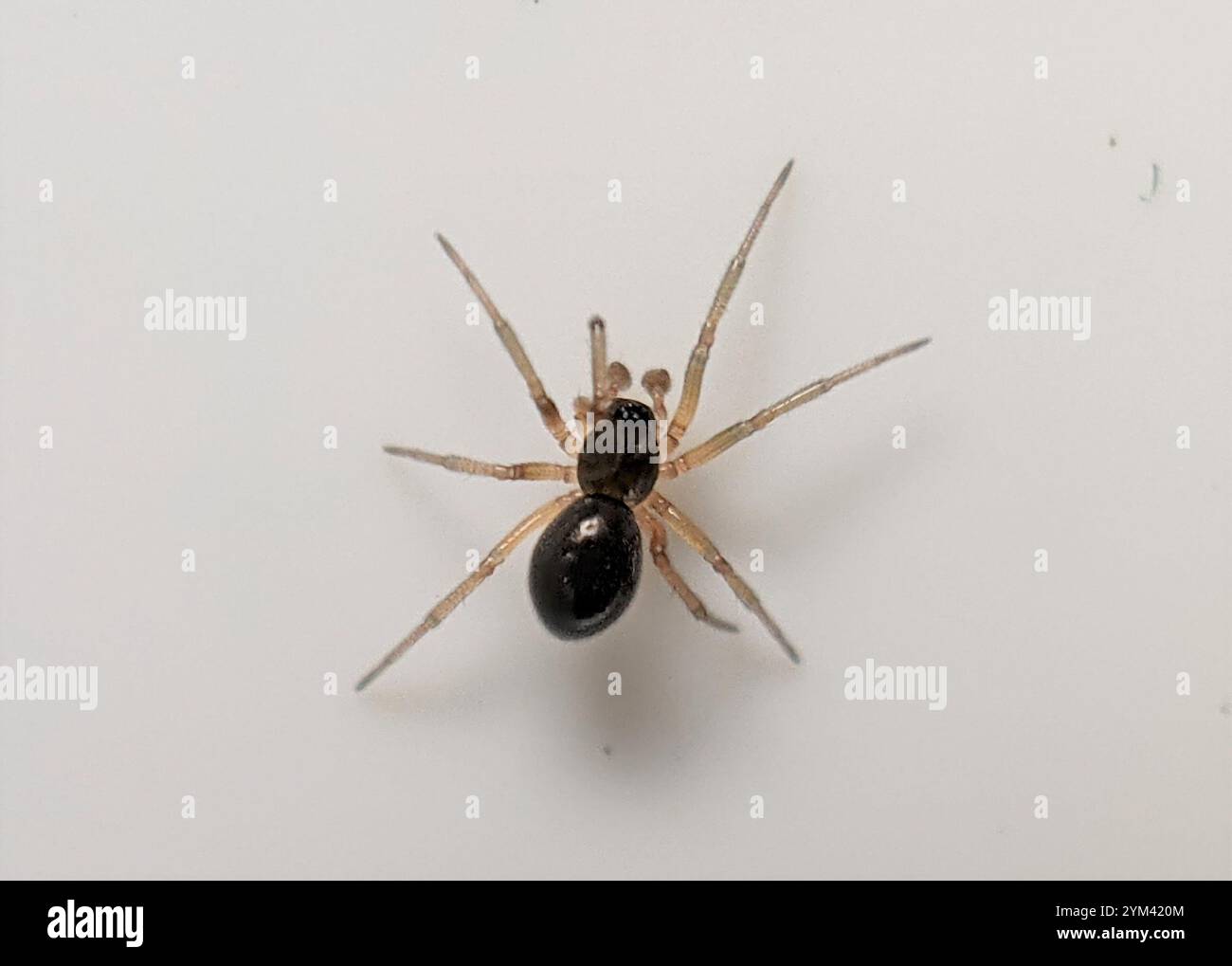 Dwarf Spiders (Erigoninae Stock Photo - Alamy