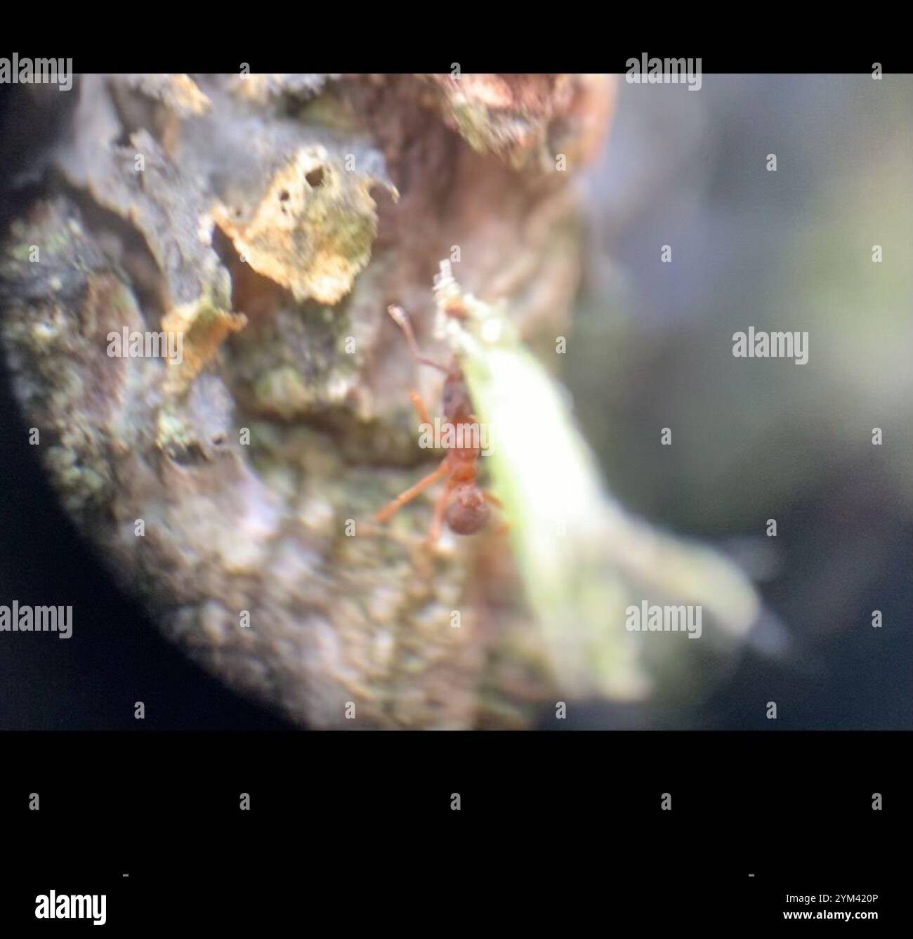 Minute Fungus-farming Ant (Cyphomyrmex minutus Stock Photo - Alamy