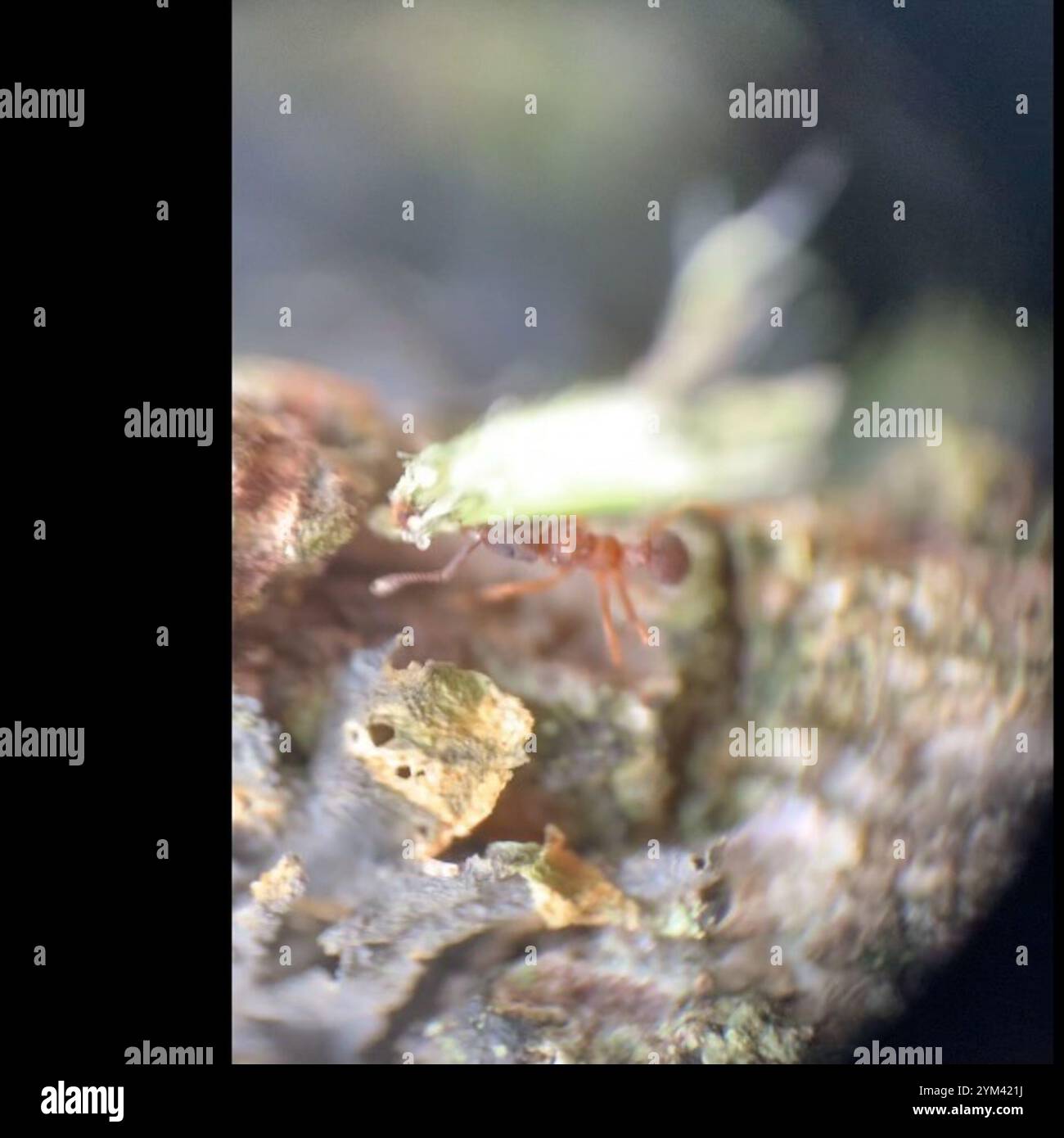 Minute Fungus-farming Ant (Cyphomyrmex minutus Stock Photo - Alamy