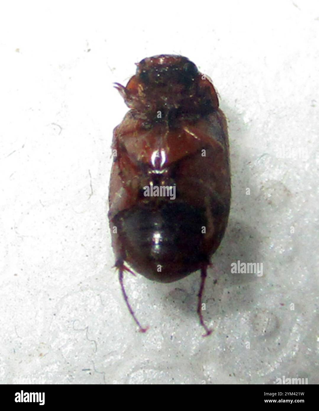 June Beetles (Melolonthinae Stock Photo - Alamy