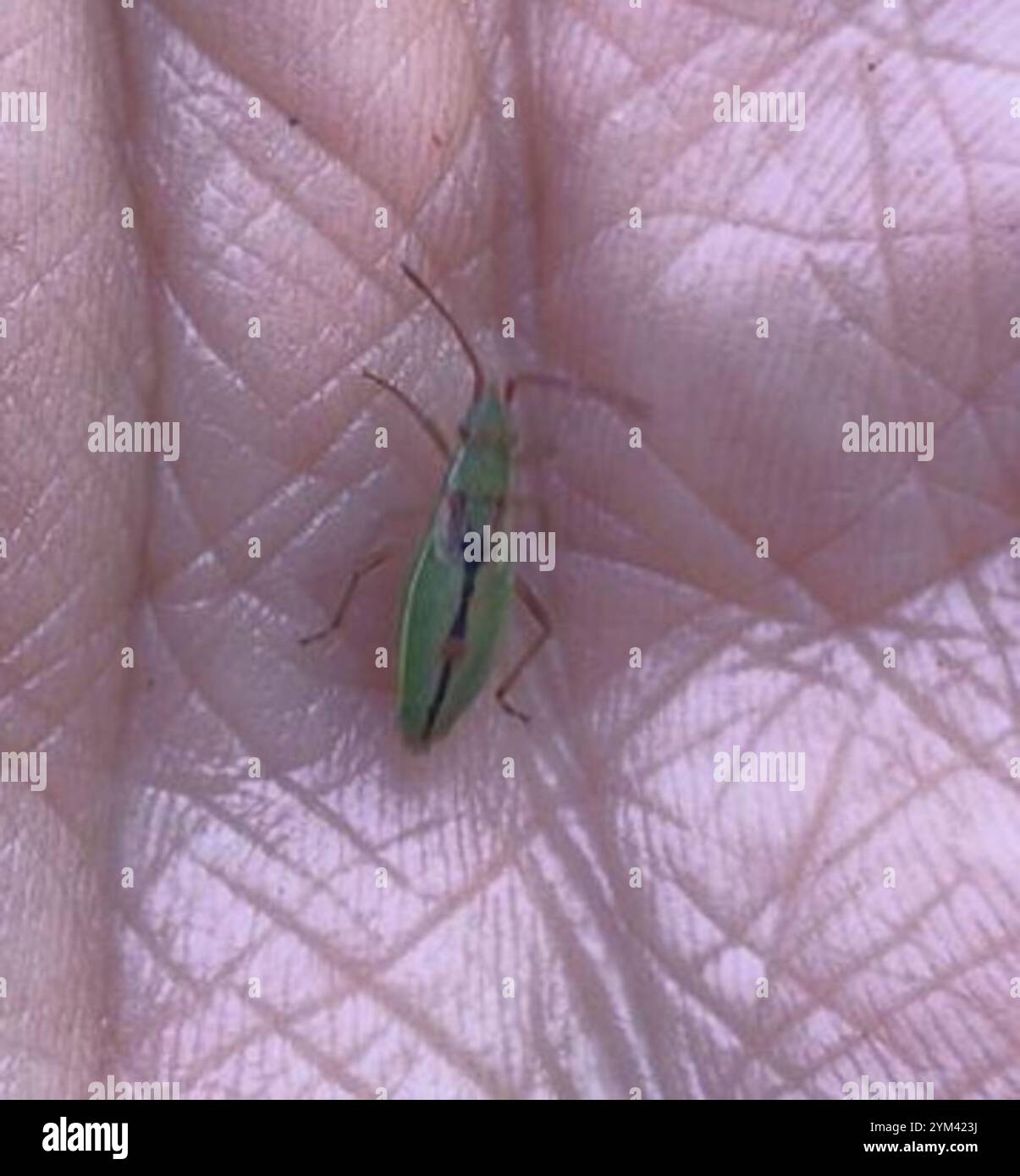 short-winged rhopalid (Myrmus miriformis Stock Photo - Alamy