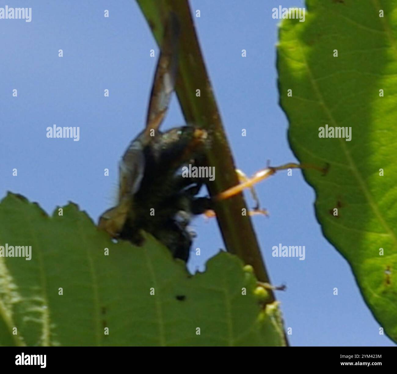 Giant Birch Sawfly (Trichiosoma triangulum Stock Photo - Alamy