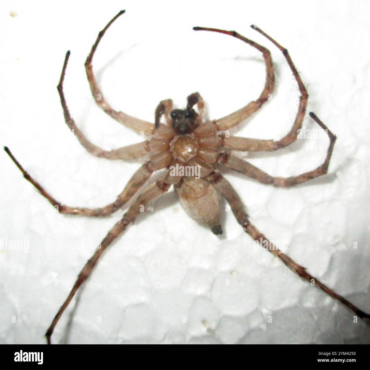 Ocyale Burrowing Wolf spider (Hippasosa guttata Stock Photo - Alamy