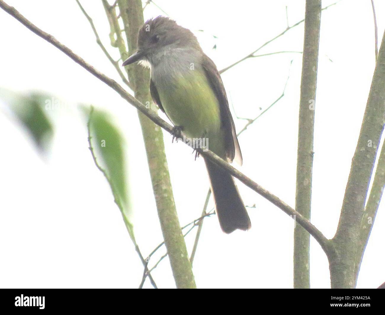 Short-crested Flycatcher (Myiarchus ferox Stock Photo - Alamy