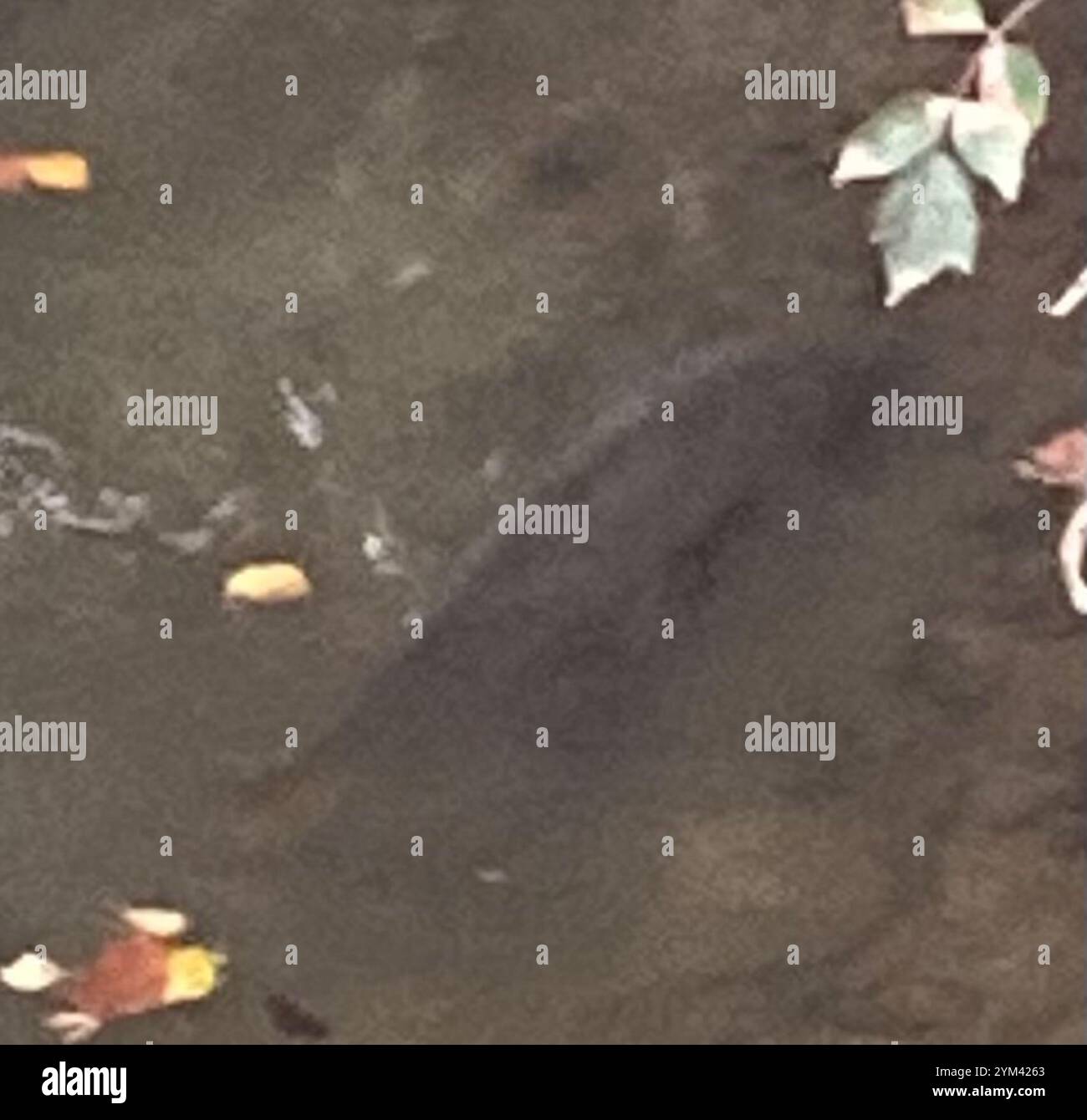 Ray-finned Fishes (Actinopterygii Stock Photo - Alamy