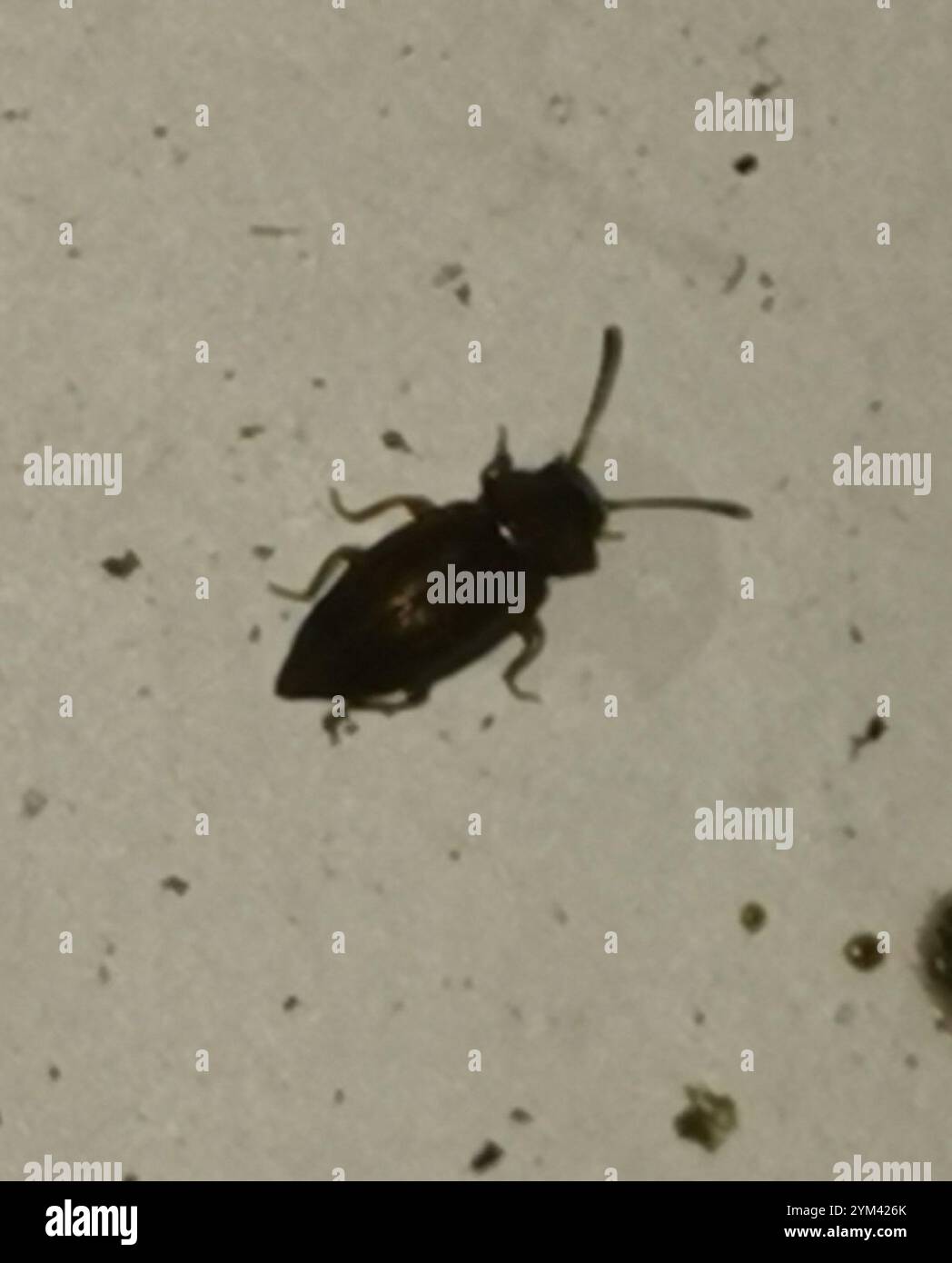 Rove Beetles (Staphylinidae Stock Photo - Alamy
