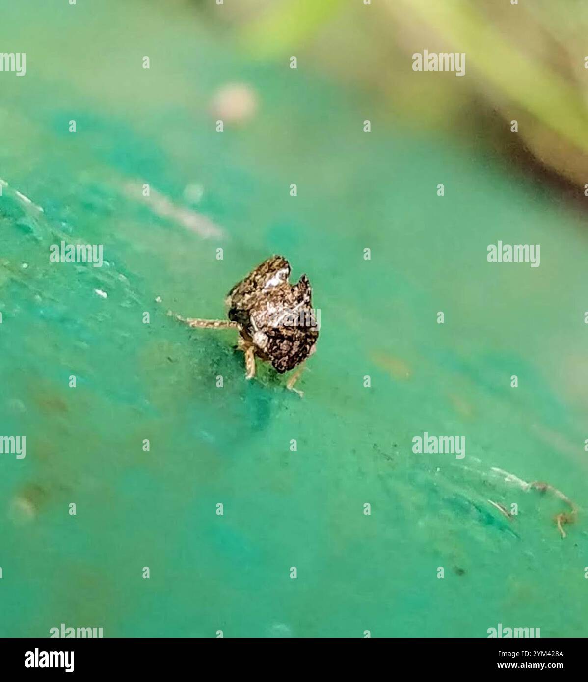 Keeled Treehopper (Entylia carinata Stock Photo - Alamy