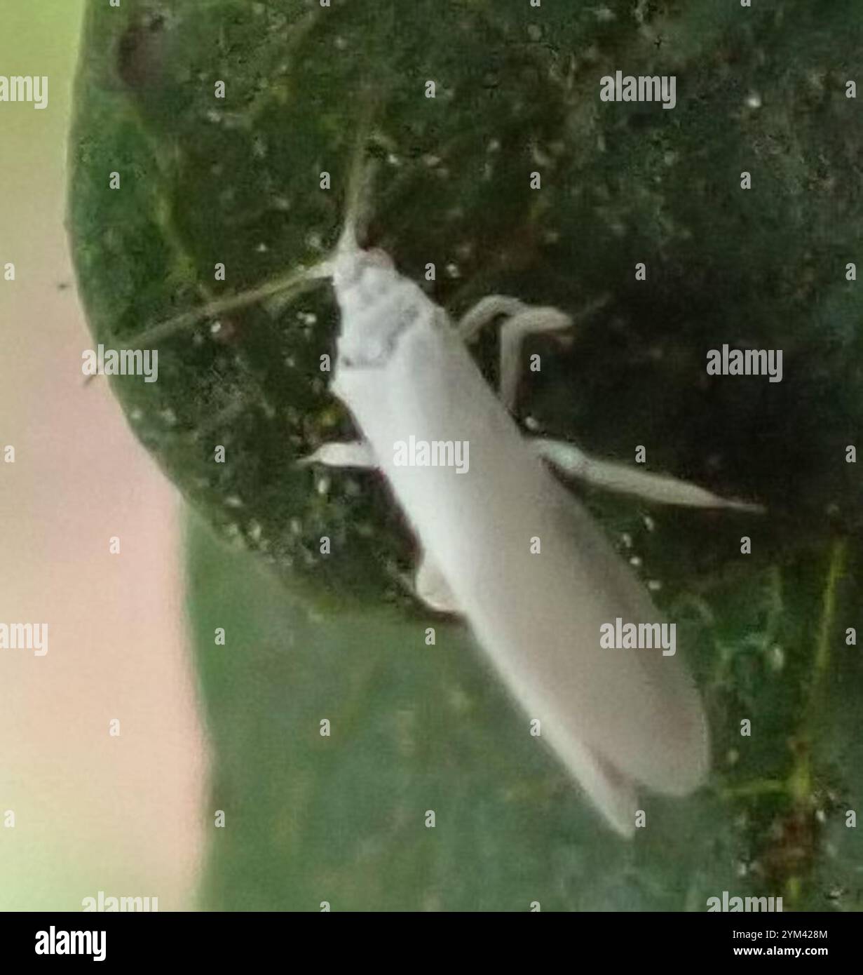 Dusty-winged Lacewings (Coniopterygidae Stock Photo - Alamy