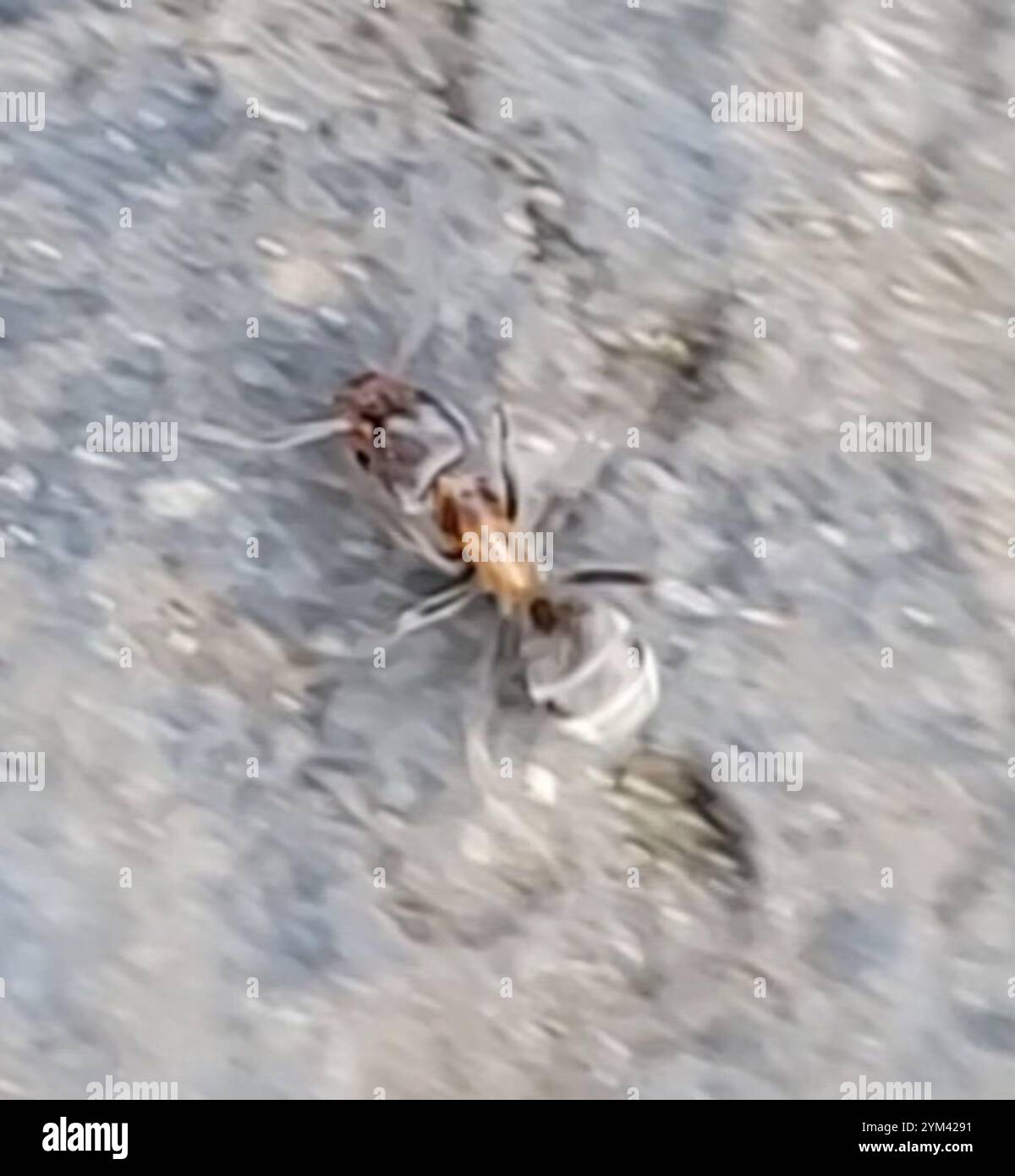 Western Velvety Tree Ant (Liometopum occidentale Stock Photo - Alamy