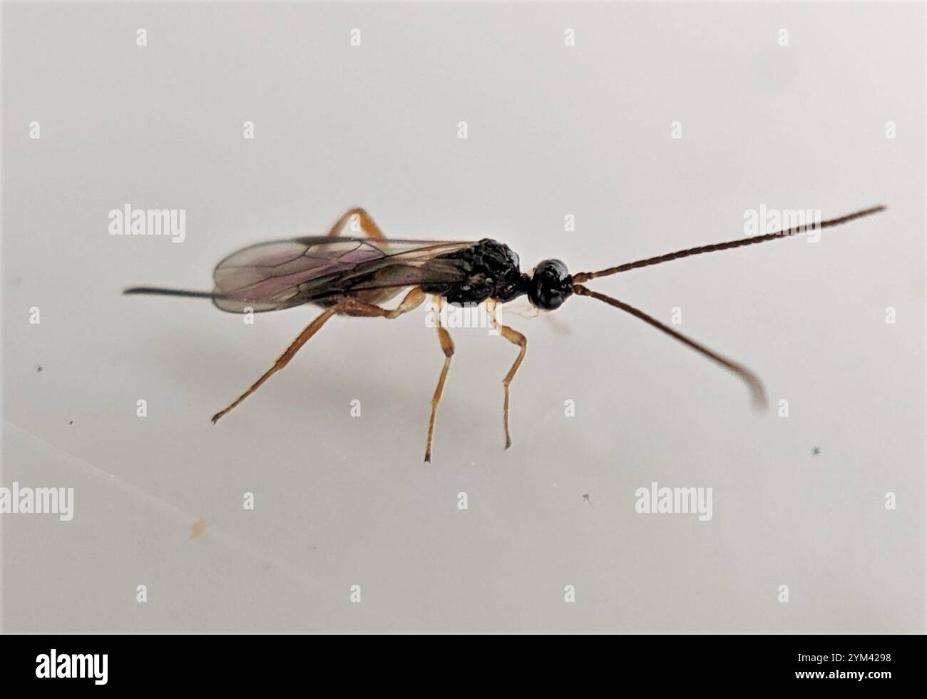 Braconid Wasps (Braconidae Stock Photo - Alamy