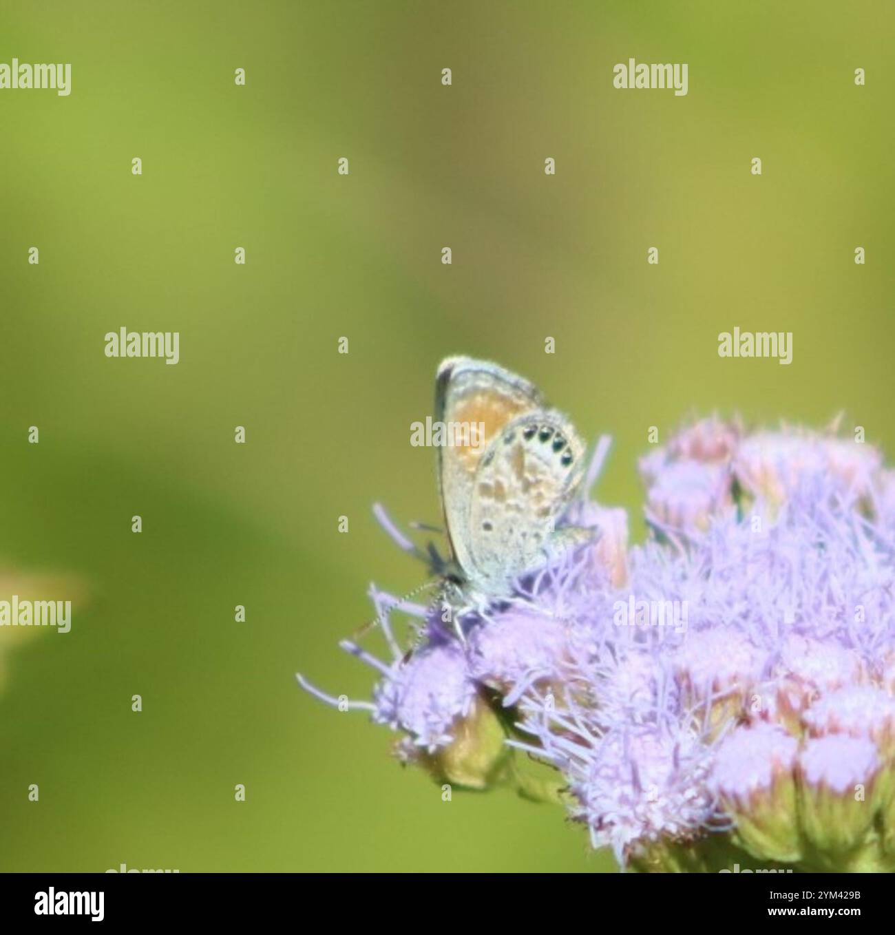 Western Pygmy-Blue (Brephidium exilis Stock Photo - Alamy