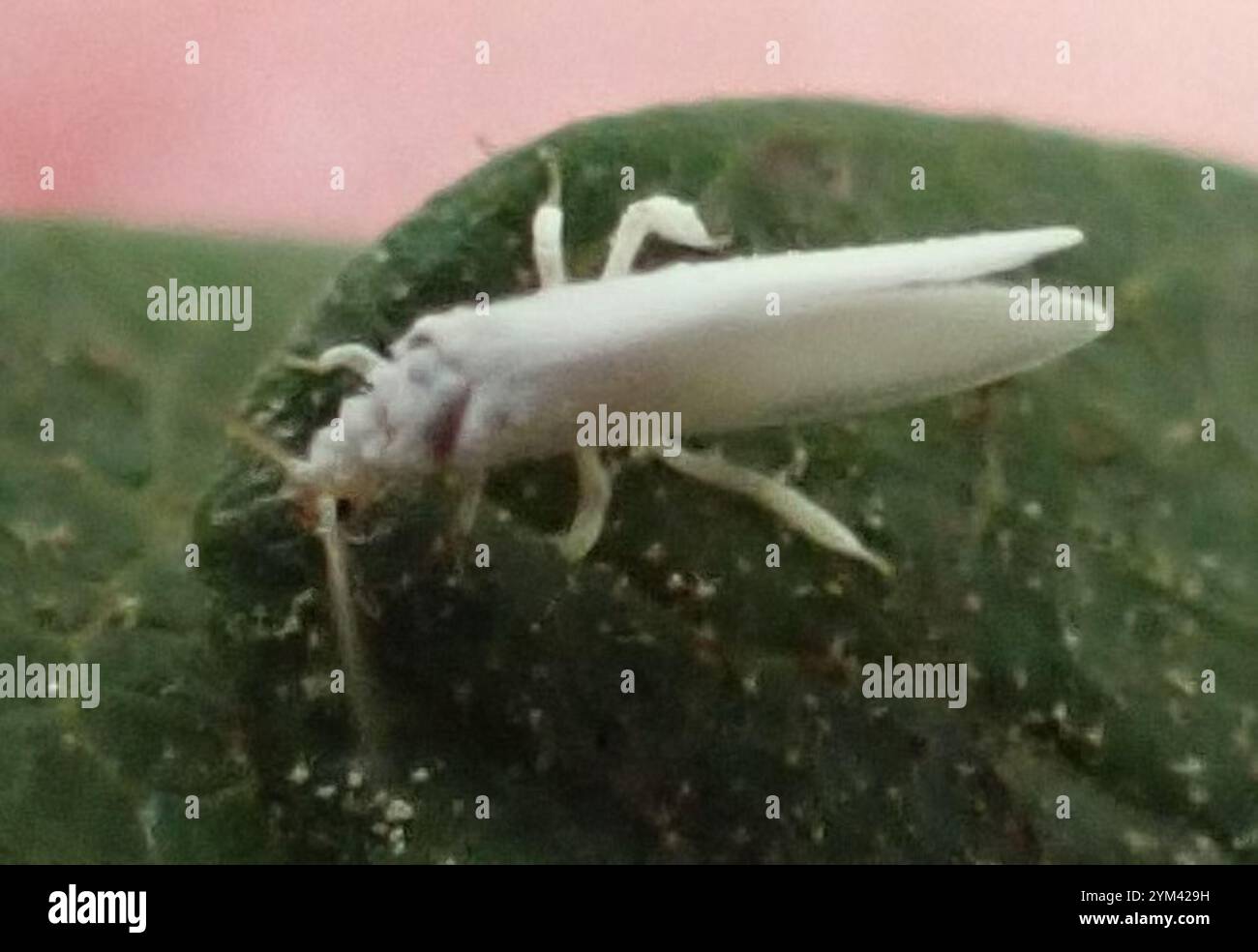 Dusty-winged Lacewings (Coniopterygidae Stock Photo - Alamy