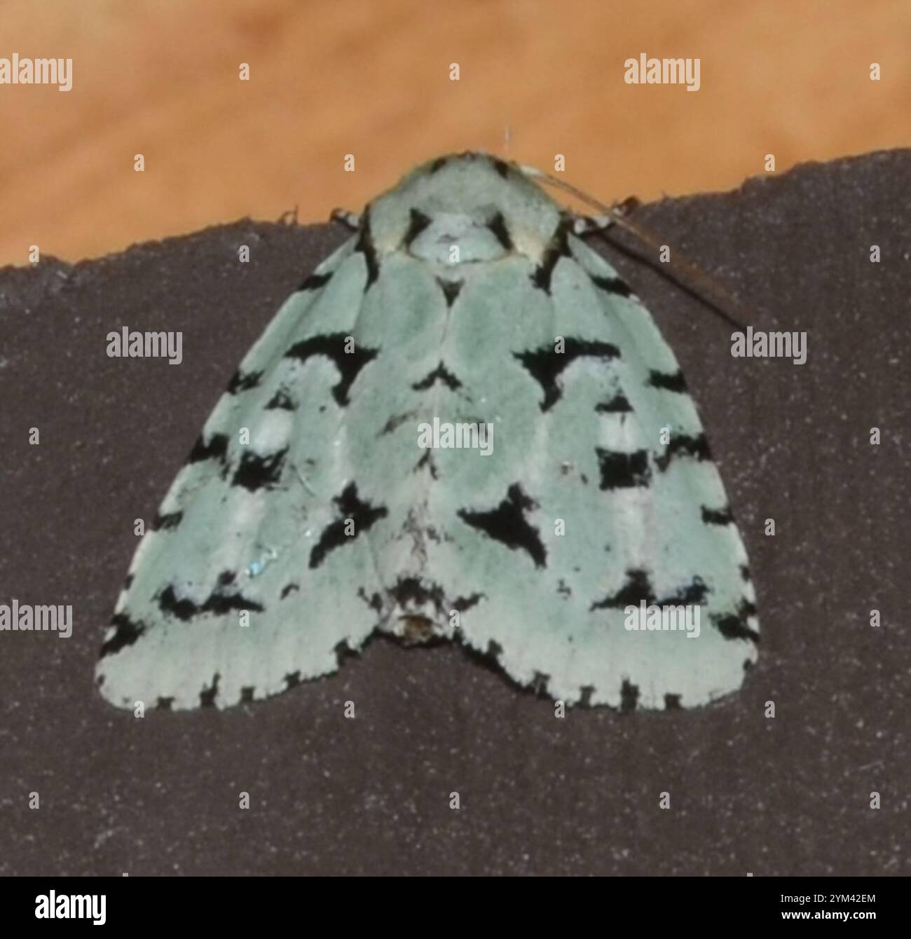 Green Marvel (Acronicta fallax Stock Photo - Alamy