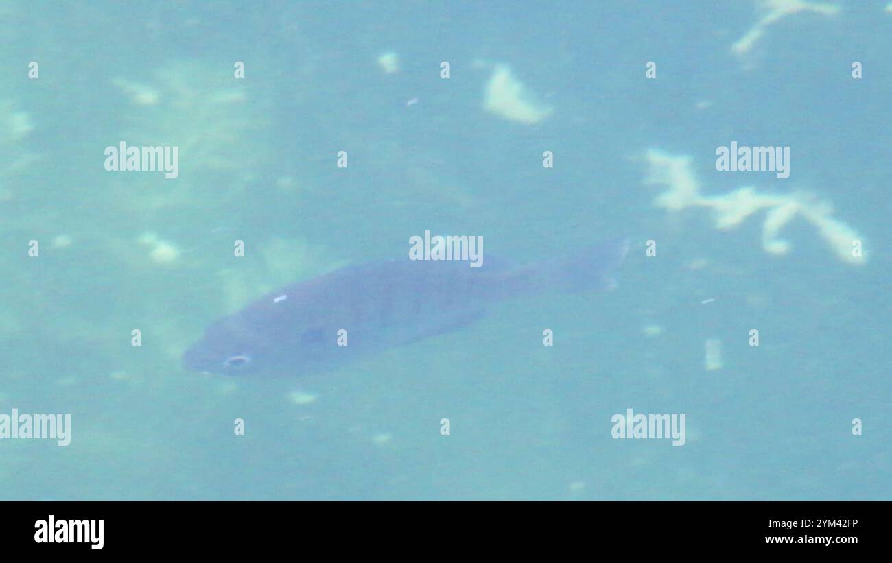 Common Sunfishes (Lepomis Stock Photo - Alamy