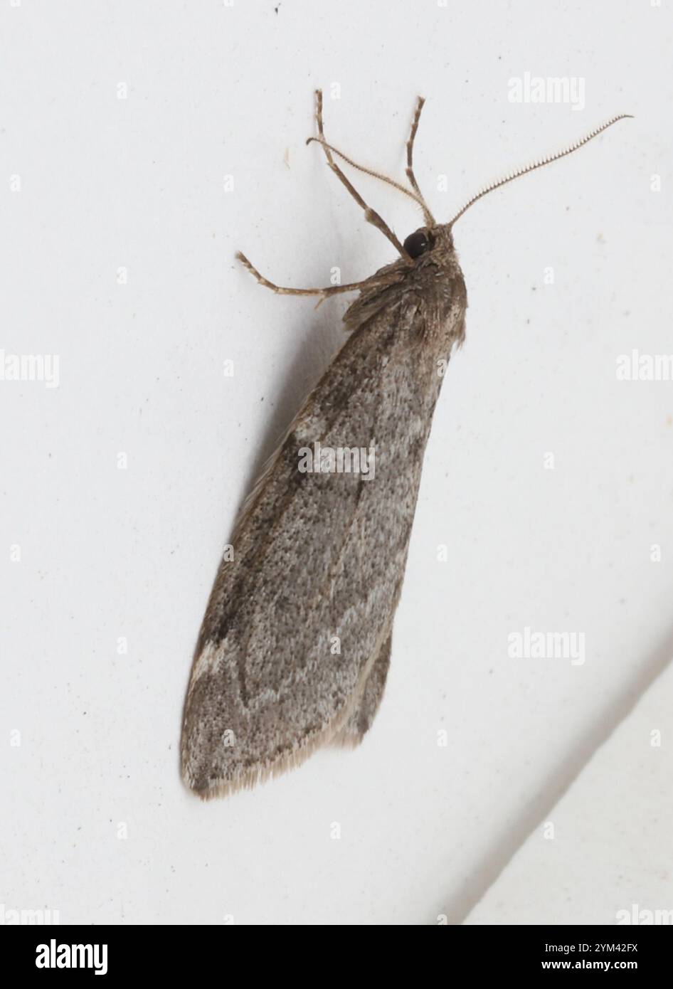 Fall Cankerworm Moth (Alsophila pometaria Stock Photo - Alamy