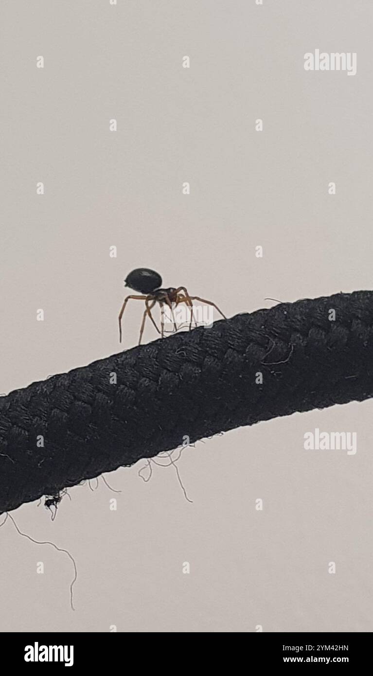 Dwarf Spiders (Erigoninae Stock Photo - Alamy