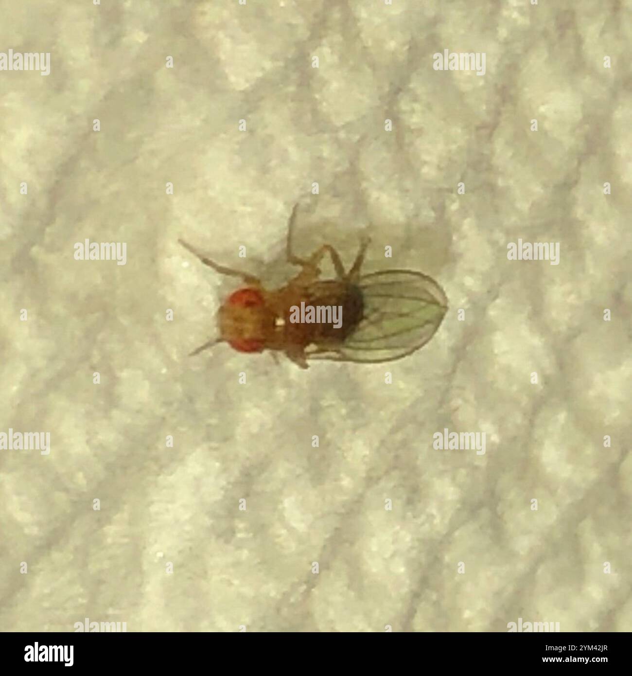 Small Fruit Flies (Drosophila Stock Photo - Alamy