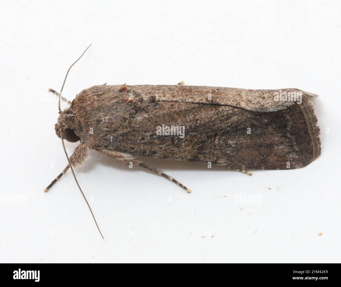 Fall Armyworm Moth (Spodoptera frugiperda Stock Photo - Alamy