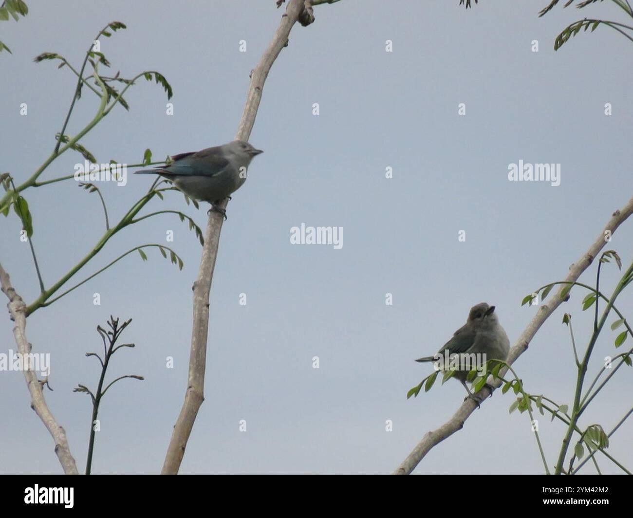 Sayaca Tanager (Thraupis sayaca Stock Photo - Alamy