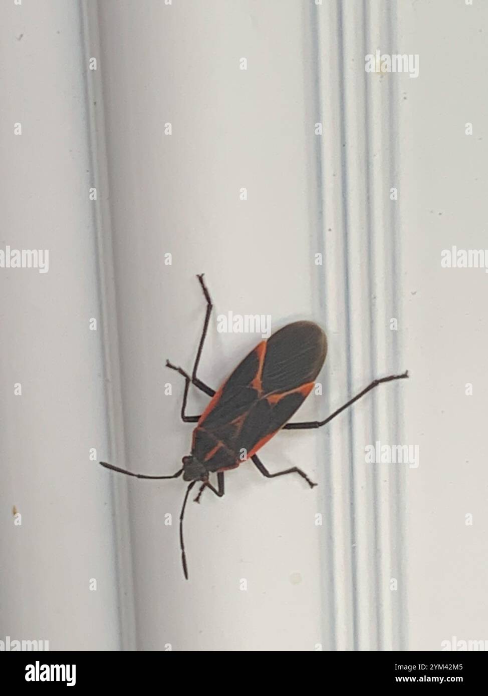Eastern Boxelder Bug (Boisea trivittata Stock Photo - Alamy