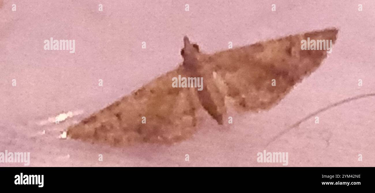 Gymnoscelis rufifasciata hi-res stock photography and images - Alamy