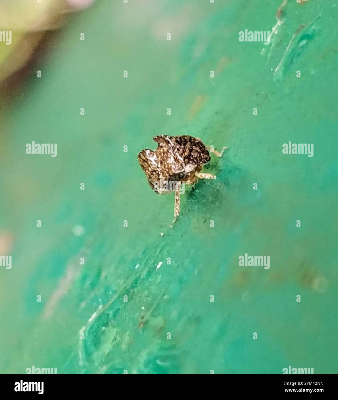 Keeled Treehopper (Entylia carinata Stock Photo - Alamy