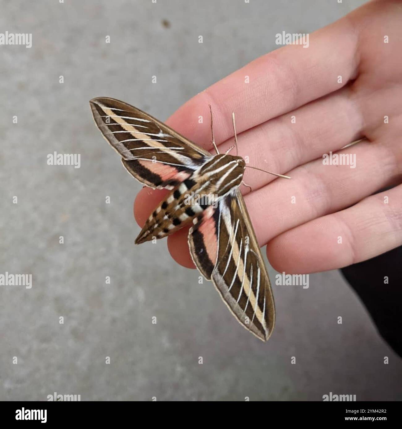 White-lined Sphinx (Hyles lineata Stock Photo - Alamy
